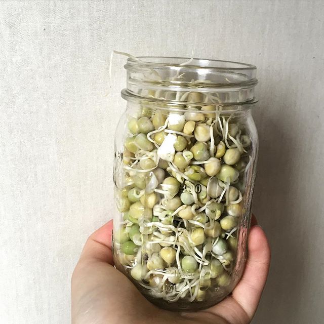 Dorm Room Pea Sprouts Recipe | The Feedfeed