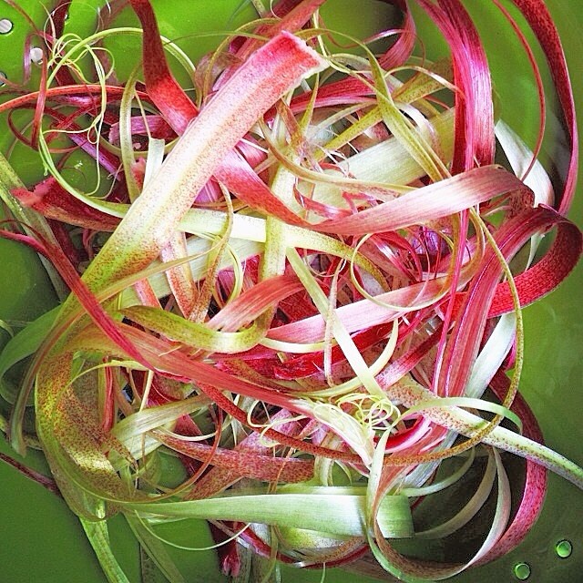 Candied Rhubarb Strips Recipe | The Feedfeed
