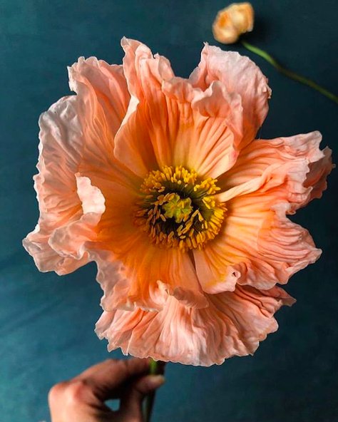 Poppy Flower Recipe | The Feedfeed