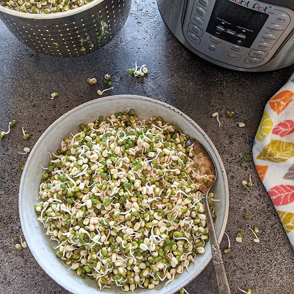 How to Make Sprouts at home Recipe | The Feedfeed